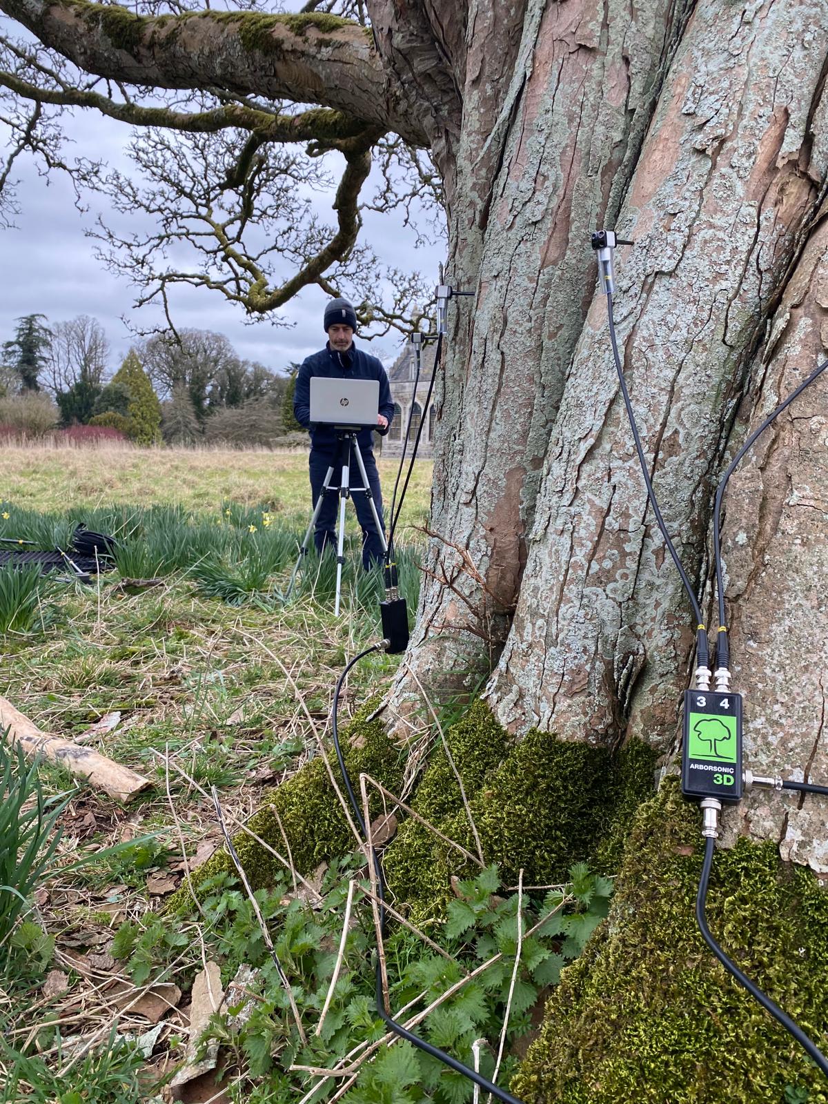 What Is Tree Decay? | How to Detect Internal Decay Before Trees Fail ...